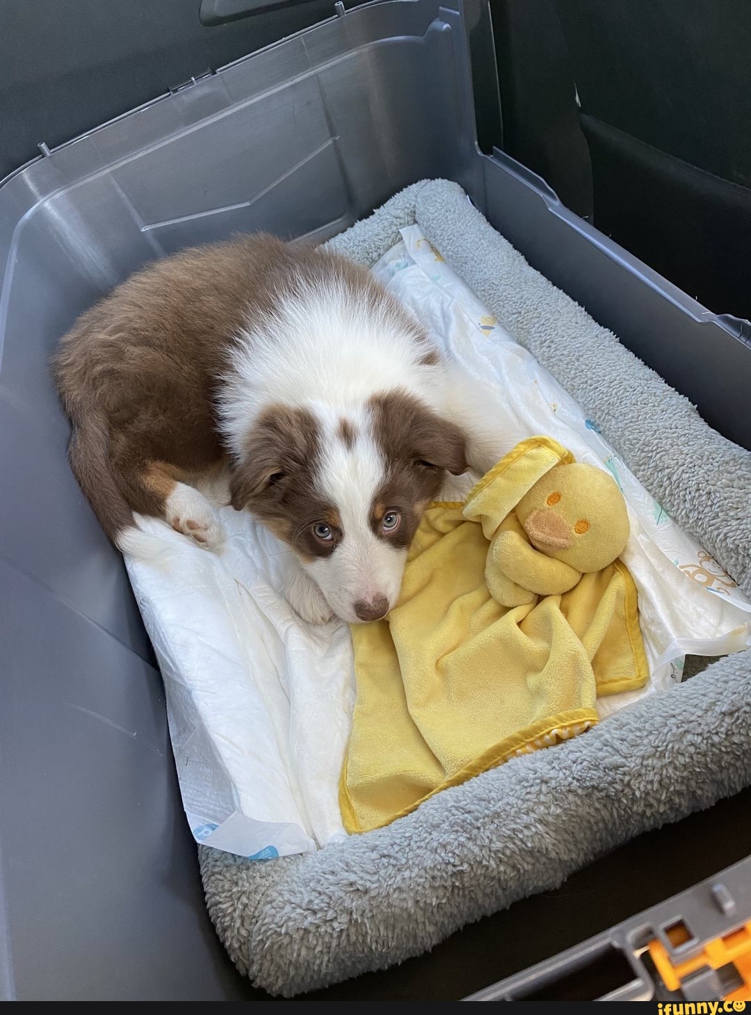 Picus memes. Best Collection of funny Picus pictures on iFunny