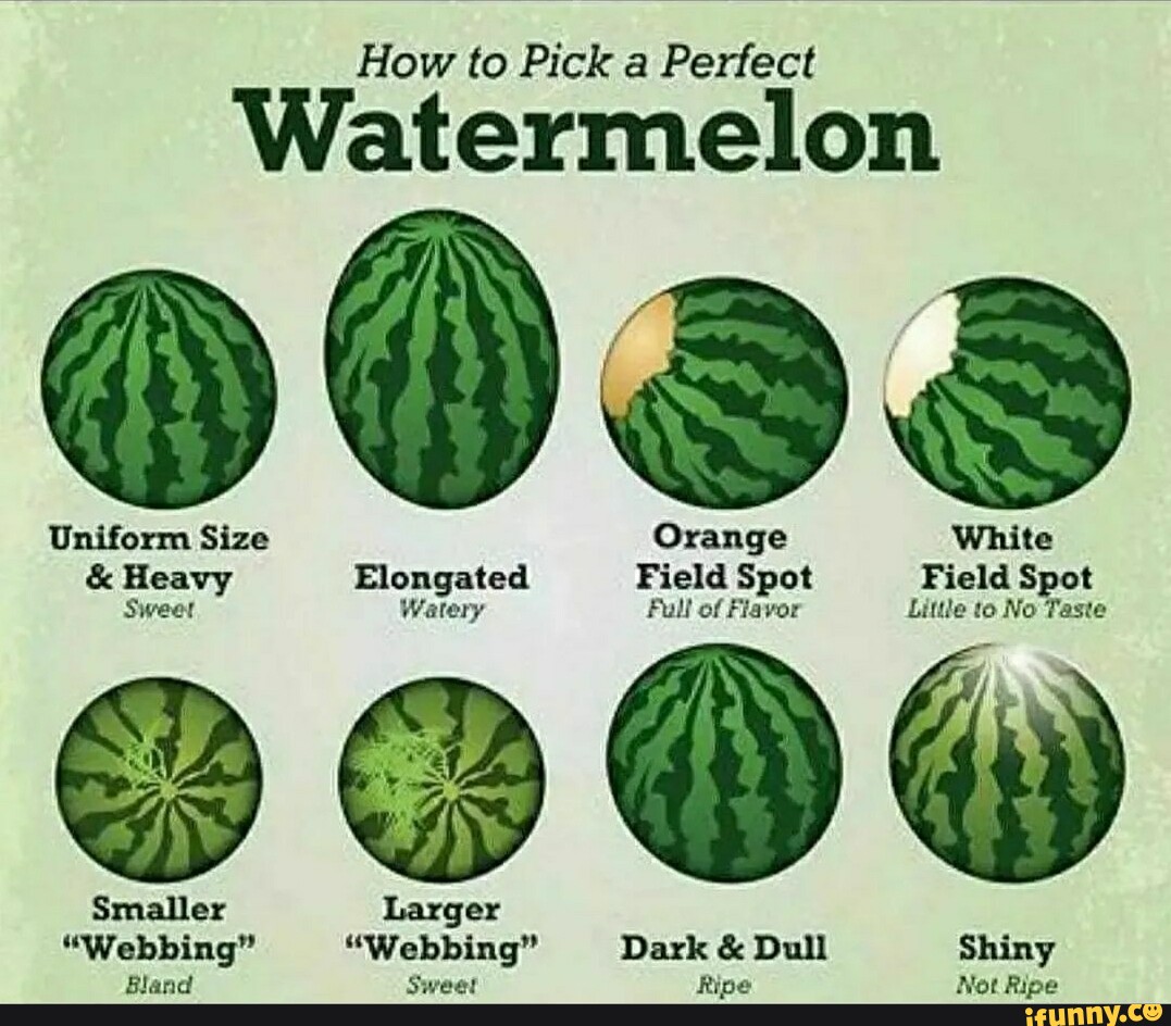 How to Pick a Perfect Watermelon Uniform Size Orange White & Heavy ...