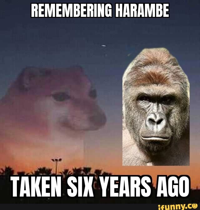REMEMBERING HARAMBE TAKEN SIX YEARS AGO - iFunny