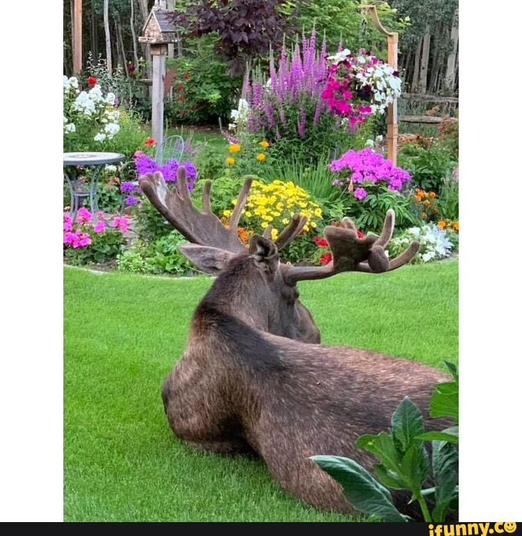 Outdoor memes. Best Collection of funny Outdoor pictures on iFunny