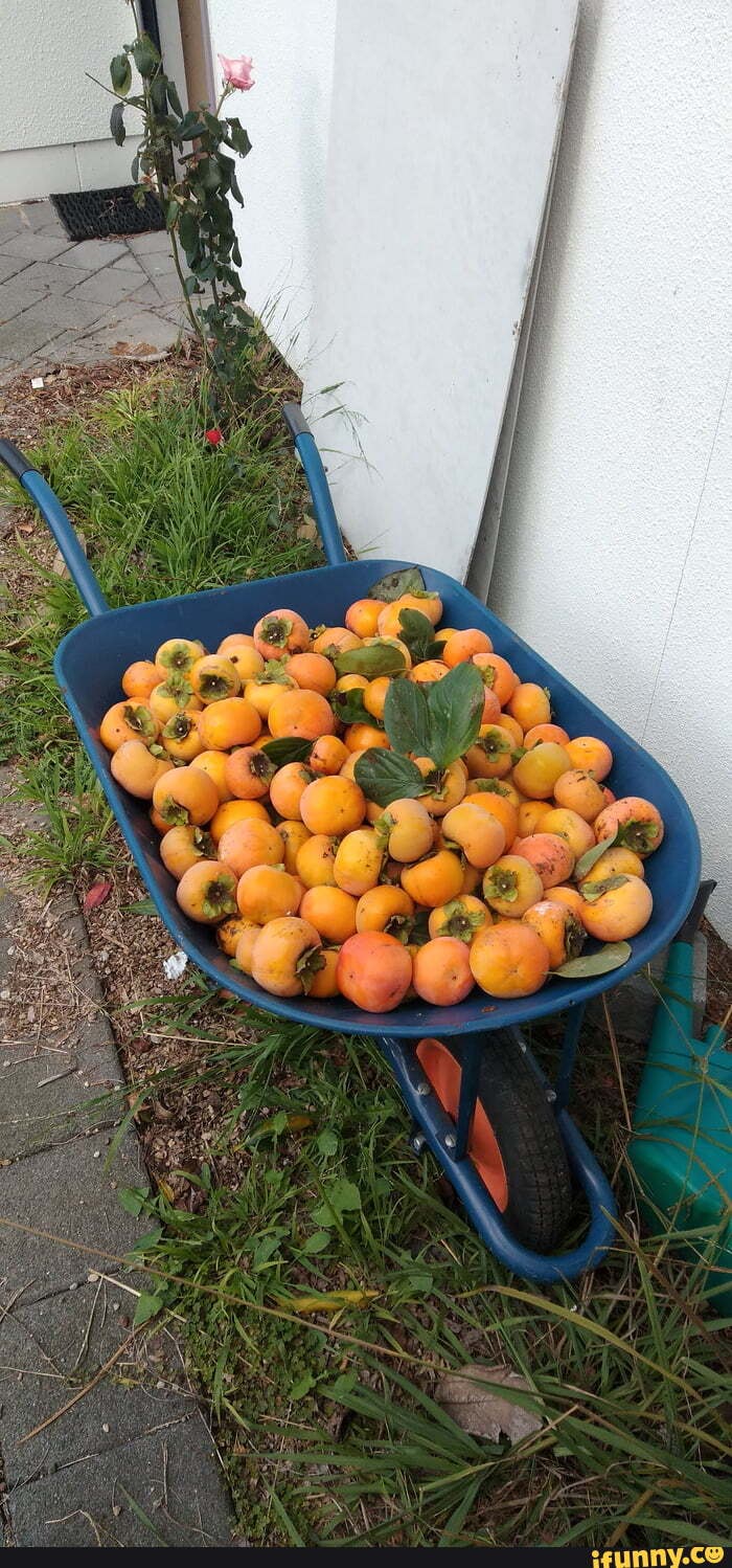 Persimmon memes. Best Collection of funny Persimmon pictures on iFunny