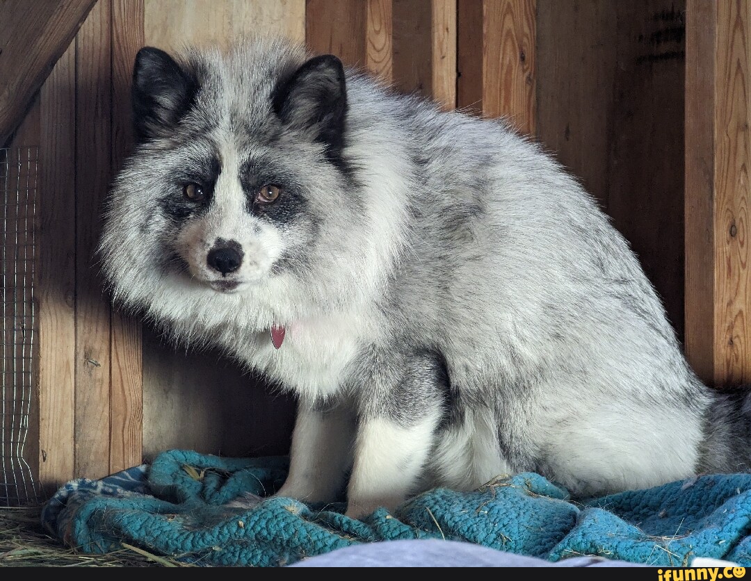 Tfm_malachi memes. Best Collection of funny Tfm_malachi pictures on iFunny