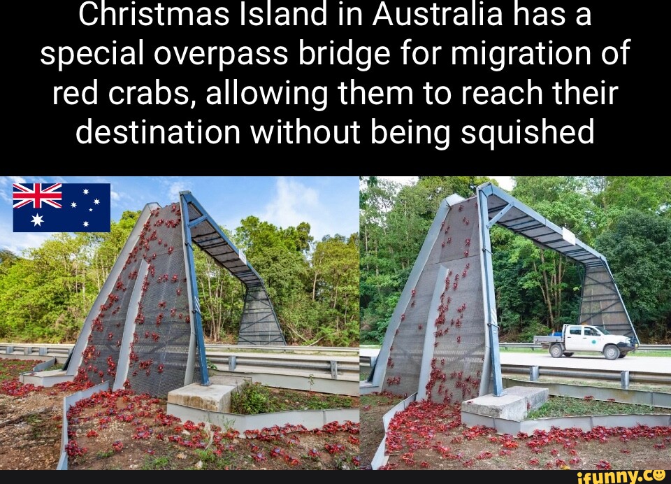 Christmas Island in Australia has a special overpass bridge for ...