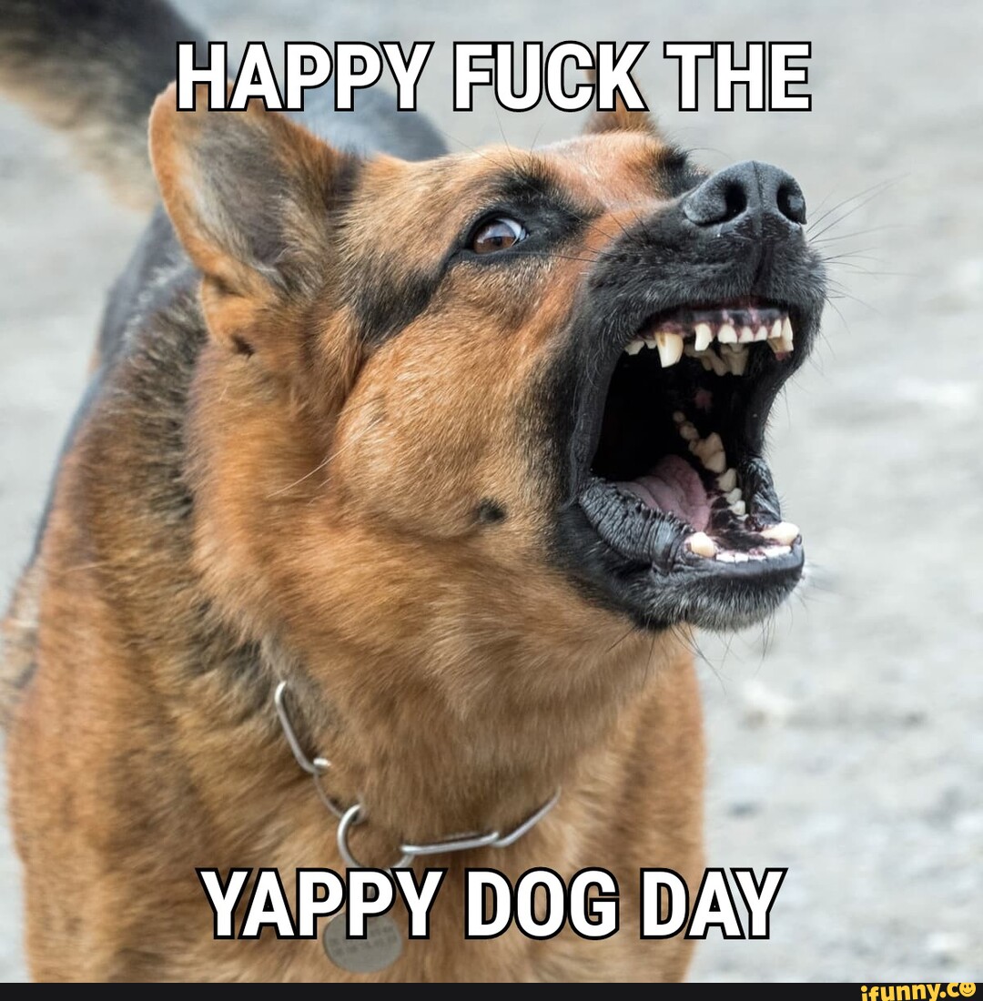 Yappy memes. Best Collection of funny Yappy pictures on iFunny