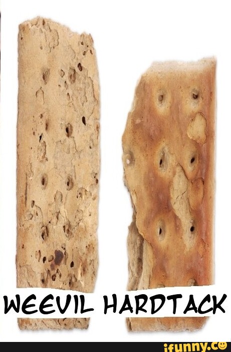 Weevil memes. Best Collection of funny Weevil pictures on iFunny