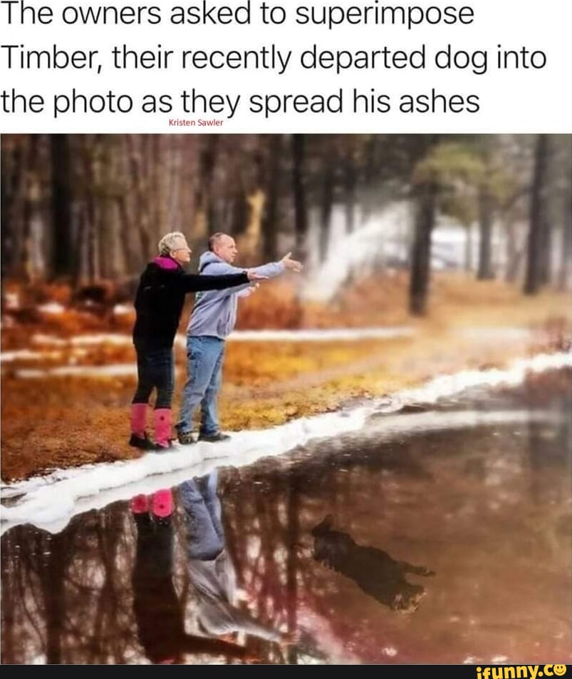 Timber memes. Best Collection of funny Timber pictures on iFunny