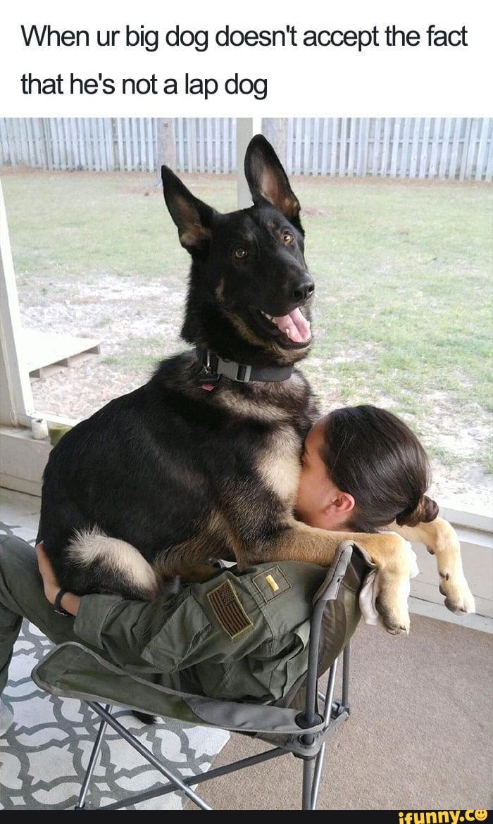 Dog memes - When ur big dog doesn't accept the fact that he's not a lap ...
