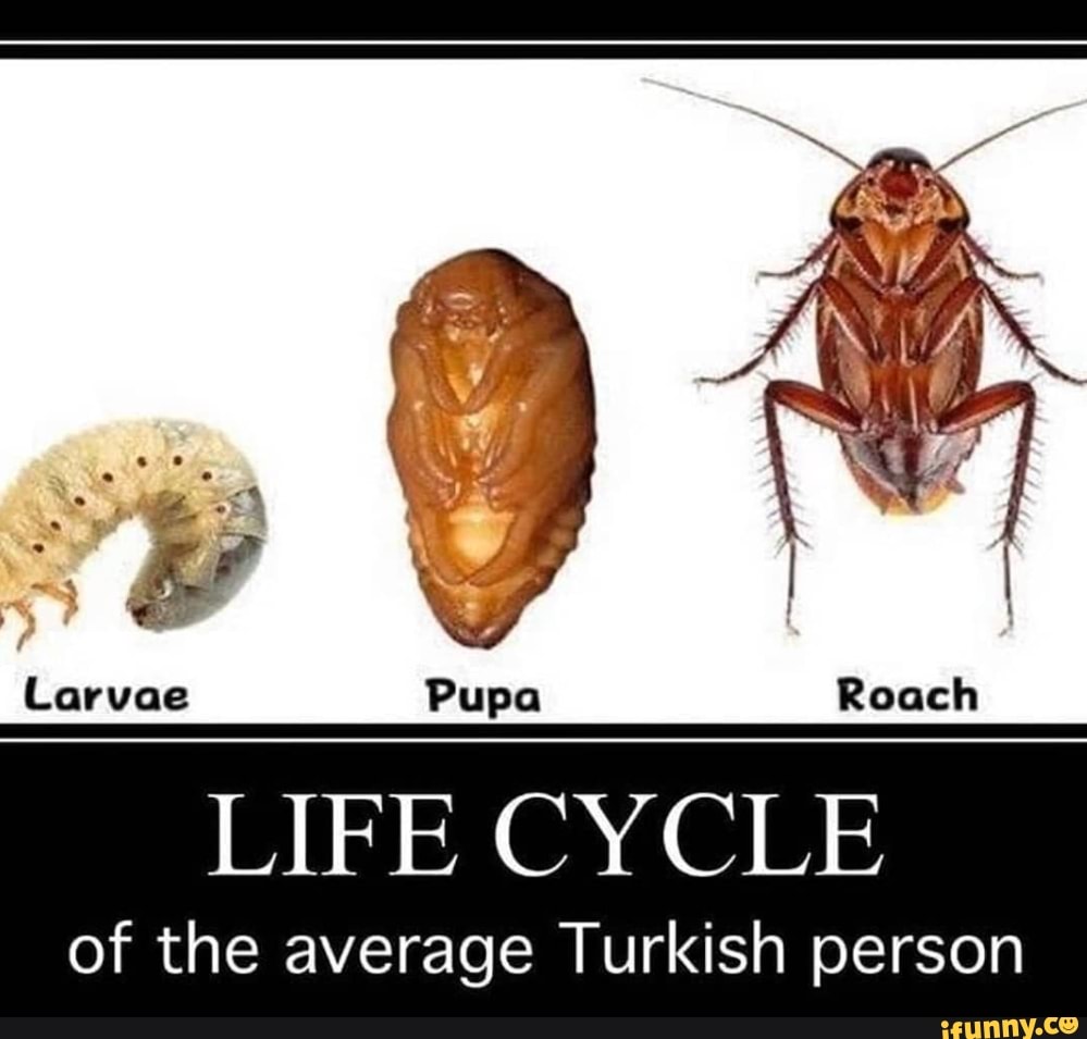 LIFE CYCLE of the average Turkish person - iFunny
