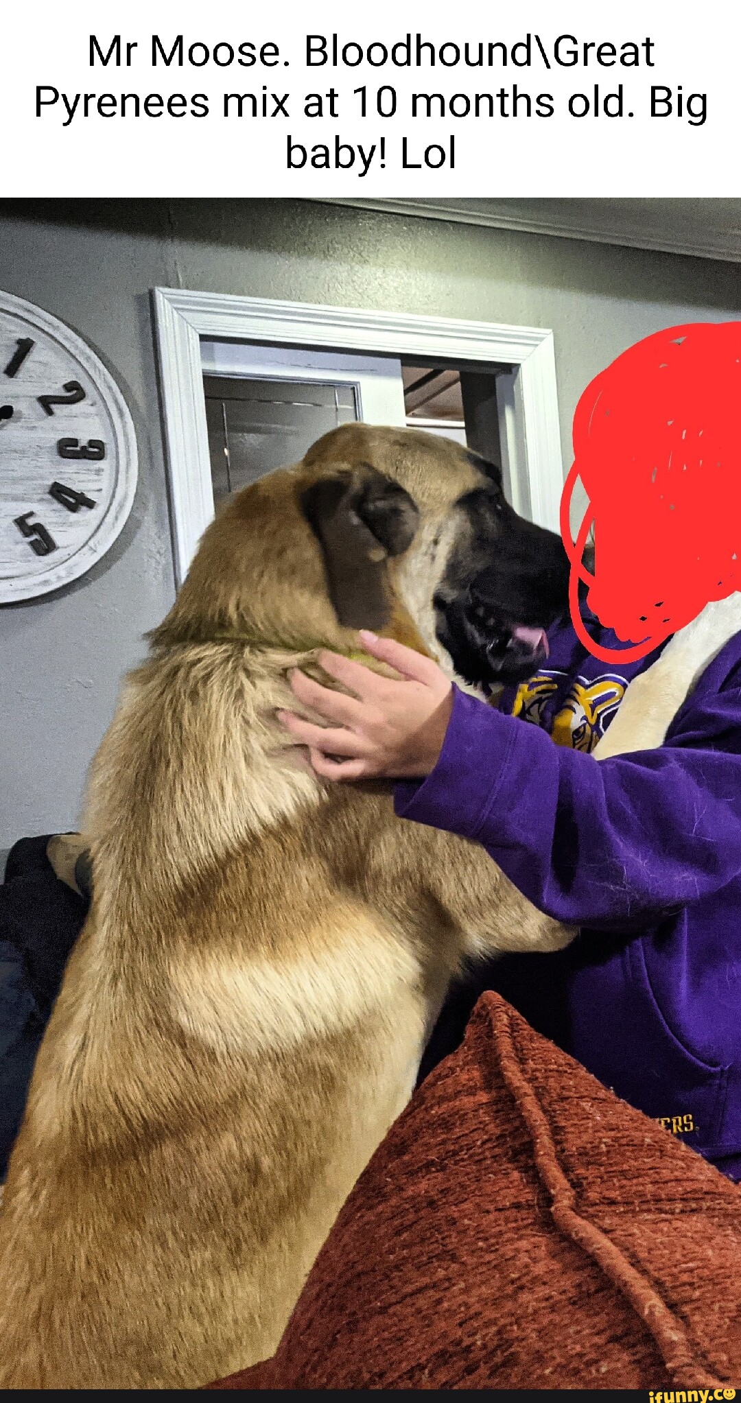 Pyrenees memes. Best Collection of funny Pyrenees pictures on iFunny