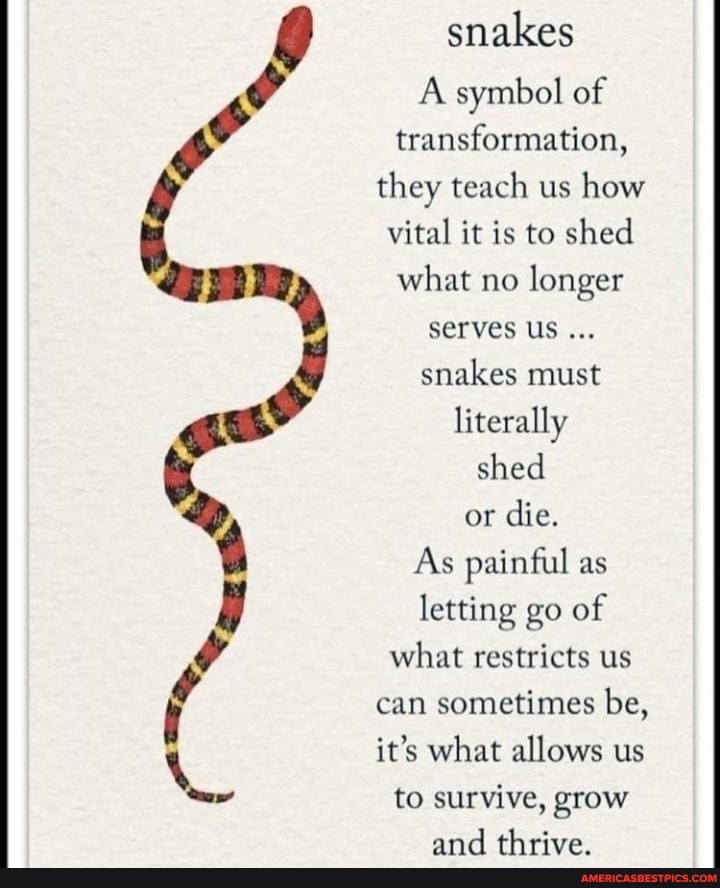 Snakes A symbol of transformation, they teach us how vital it is to ...