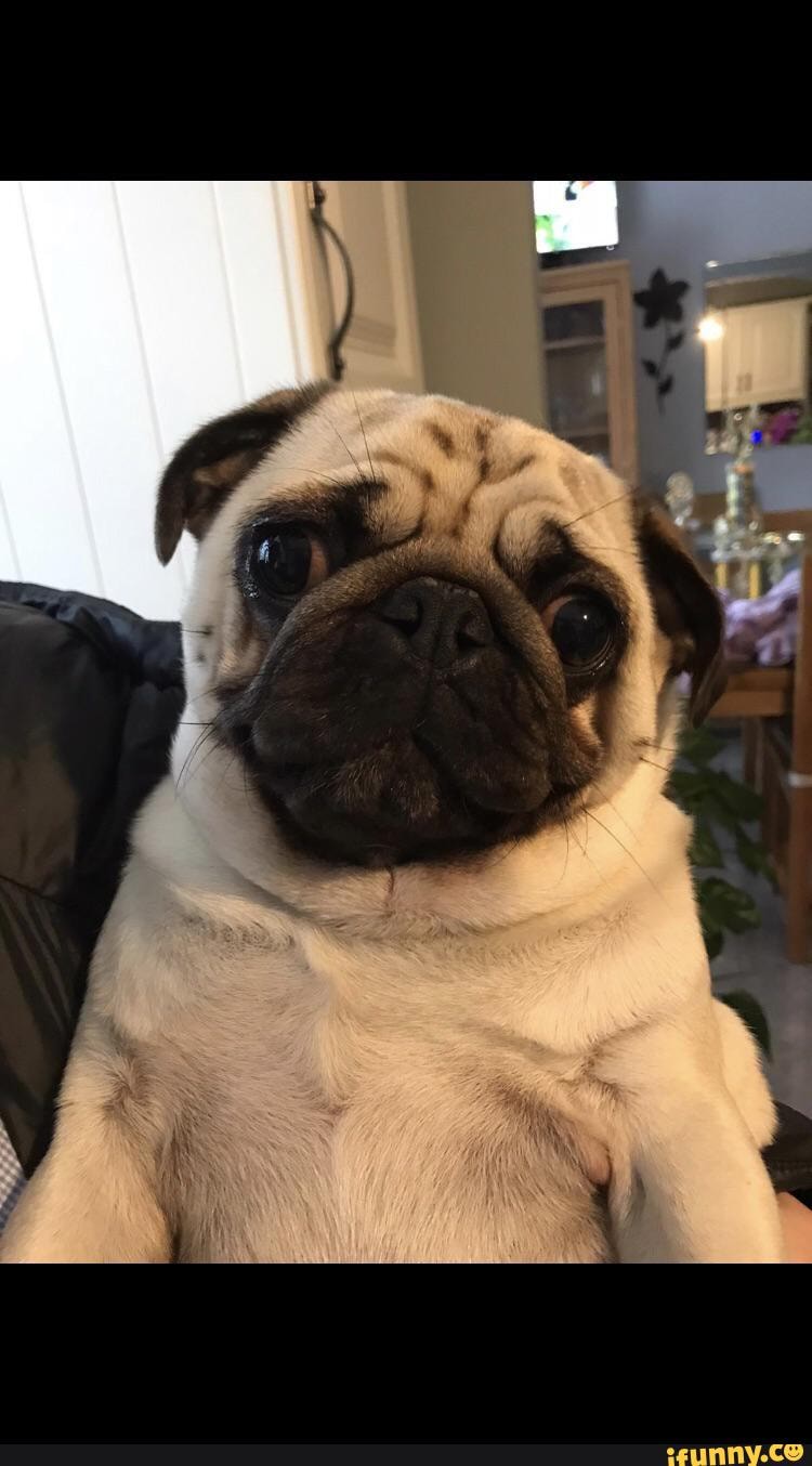 Puggy memes. Best Collection of funny Puggy pictures on iFunny