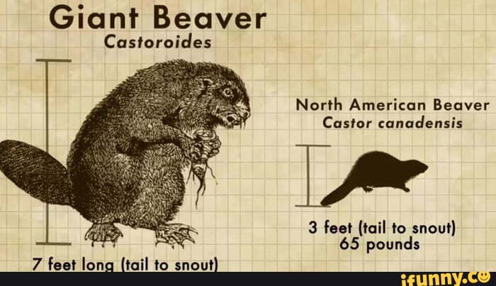 Giant Beaver Castoroides North American Beaver Castor canadensis I Mae ...