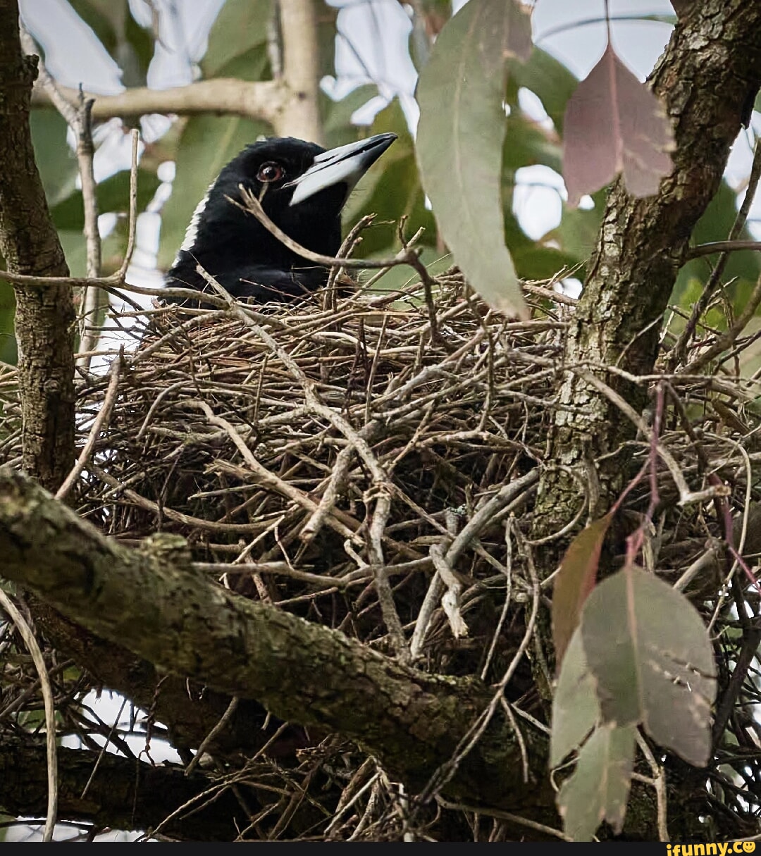 Magpie memes. Best Collection of funny Magpie pictures on iFunny