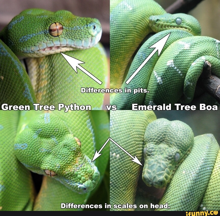 Differences in pits. Green Tree Python vs_.. Emerald Tree Boa ...