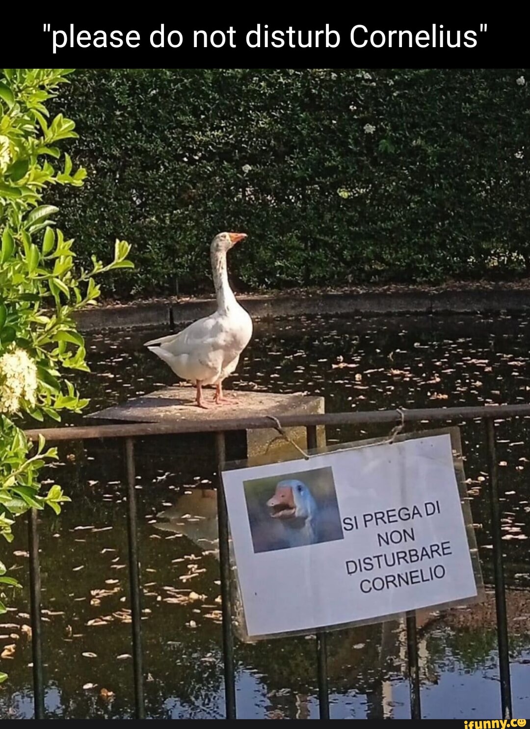 "please do not disturb Cornelius' - iFunny