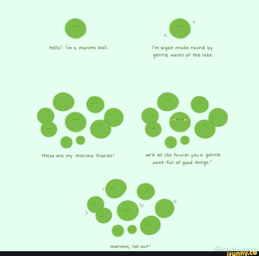 Marimo memes. Best Collection of funny Marimo pictures on iFunny