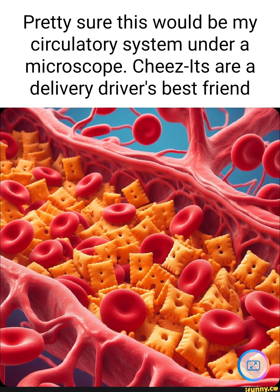 Circulatory System Memes Cardiovascular System Anatomy And Physiology: