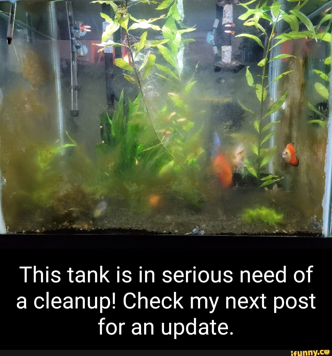 Discuscichlid memes. Best Collection of funny Discuscichlid pictures on ...