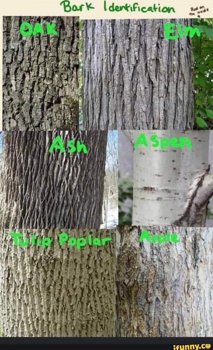 Bork memes. Best Collection of funny Bork pictures on iFunny