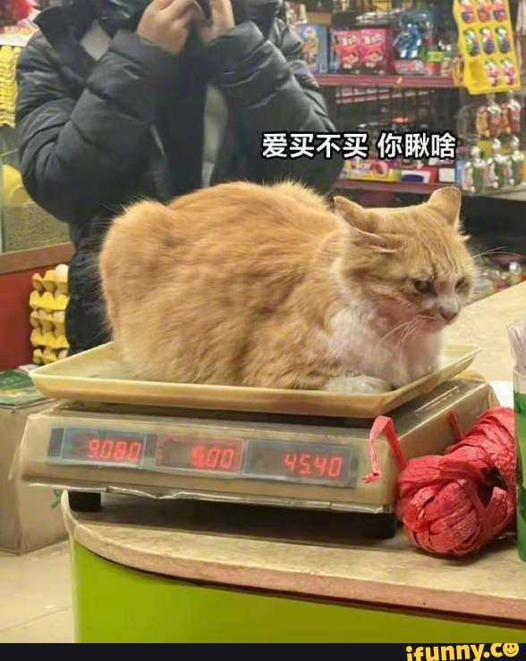 Picture memes Eu7UWB5q9 by angry_MEOW_IRL_90s_2021: 5 comments - iFunny