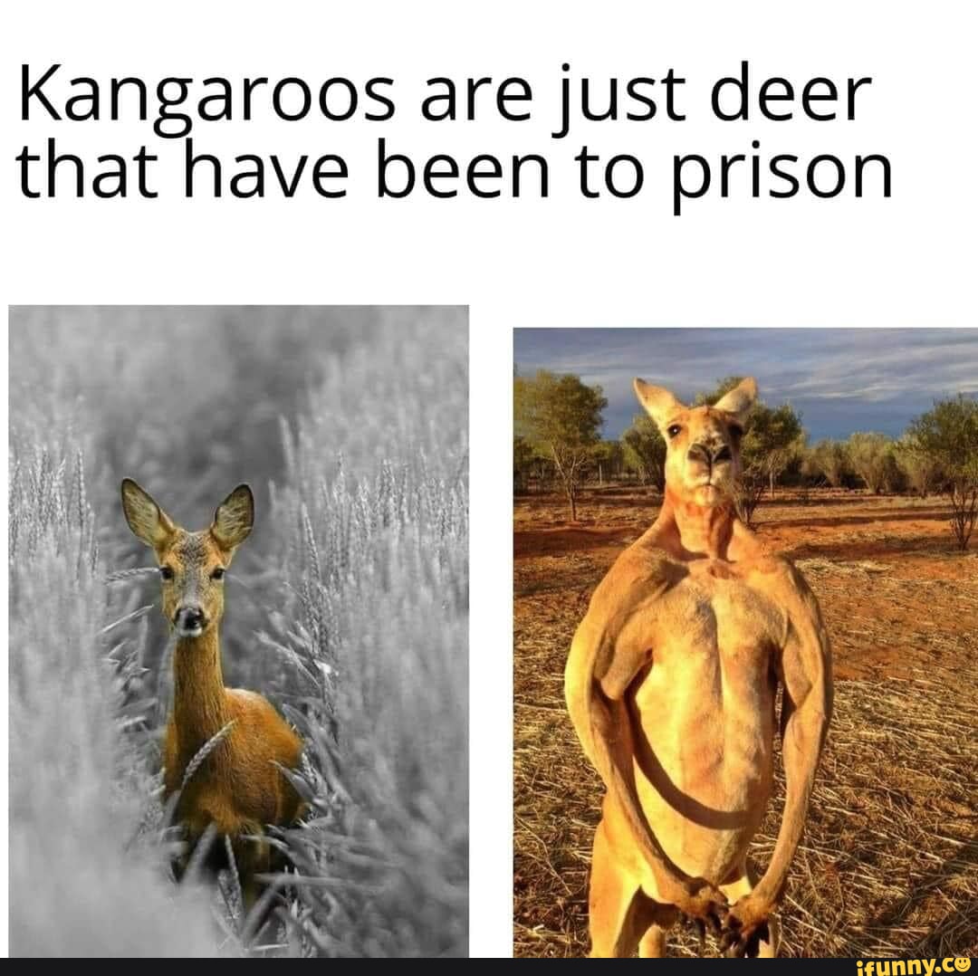 Kangaroos are just deer that have been to prison - iFunny