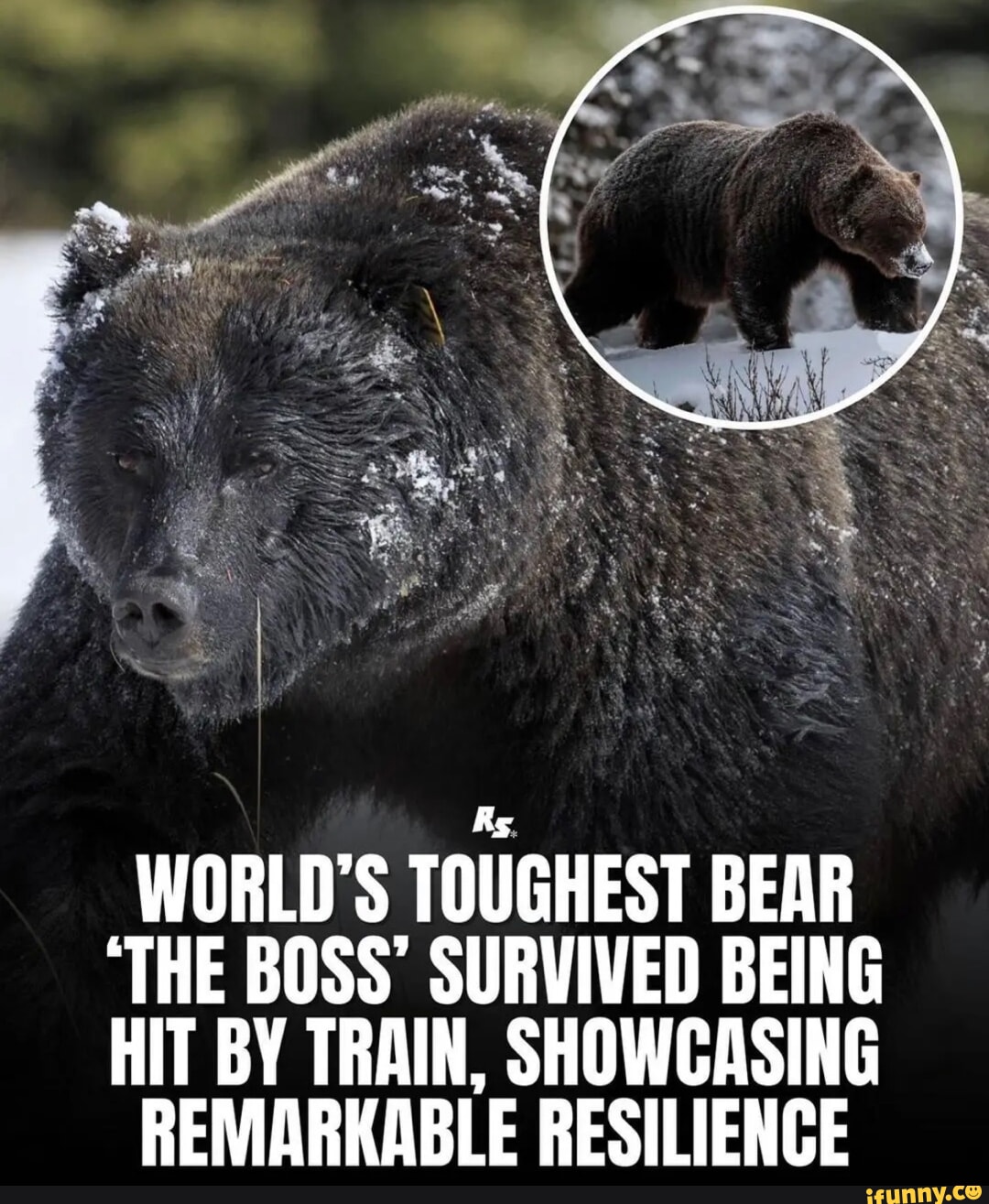 WORLD'S TOUGHEST BEAR THE BOSS' SURVIVED BEING HIT BY TRAIN, SHOWCASING ...