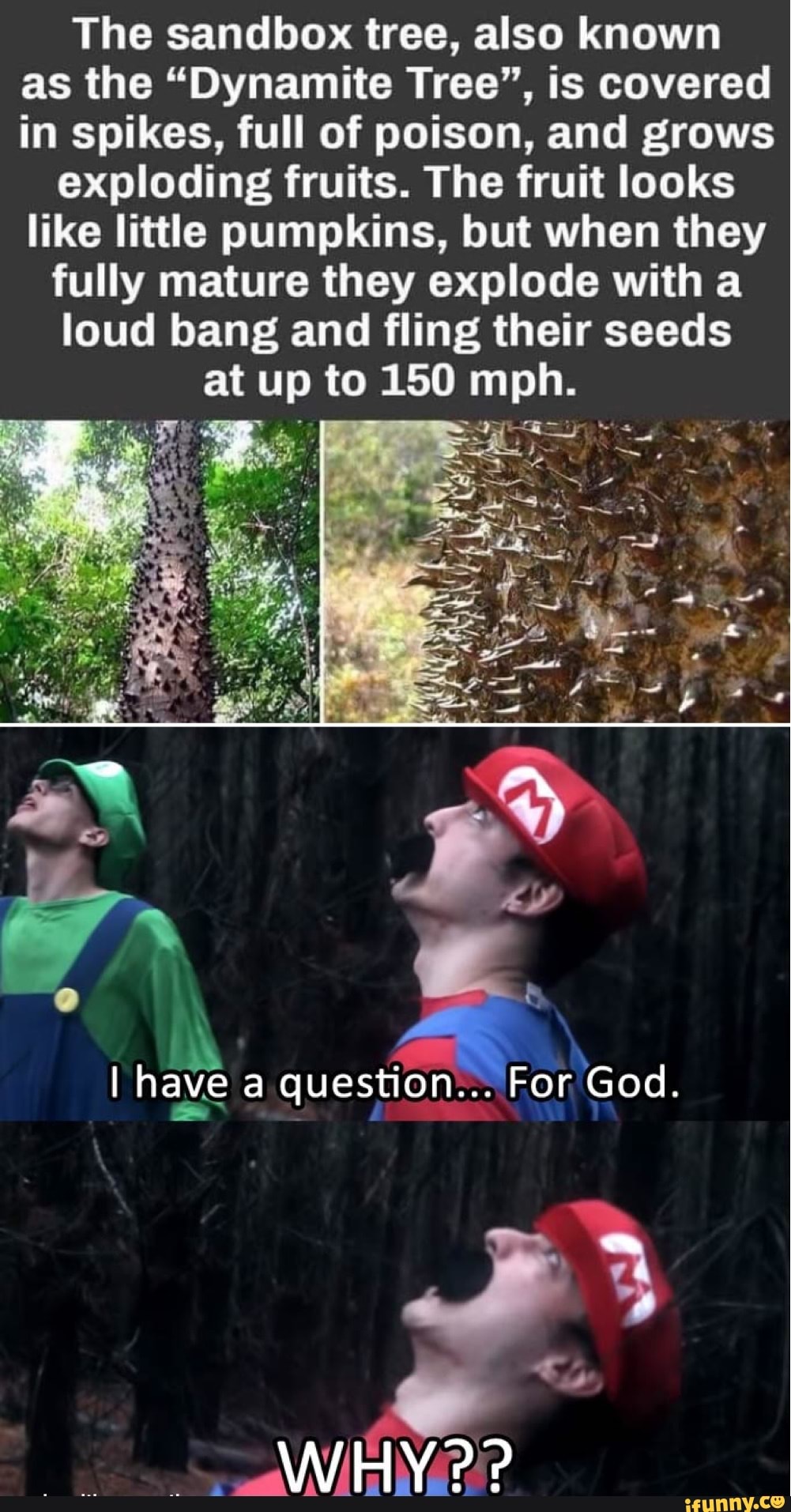 The sandbox tree, also known as the "Dynamite Tree", is covered in ...