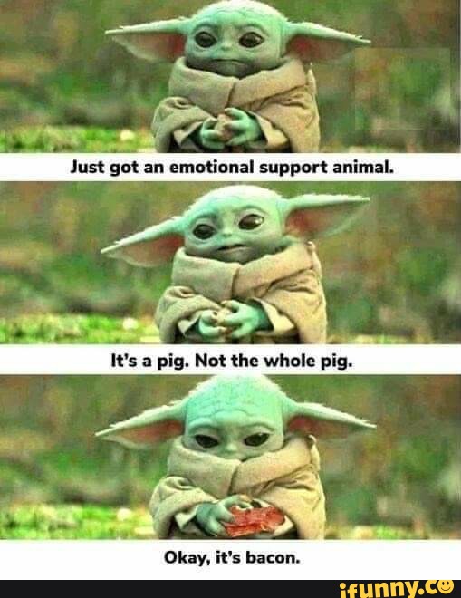 Just Got An Emotional Support Animal It s Pig Net Ghe Pig Okay It s