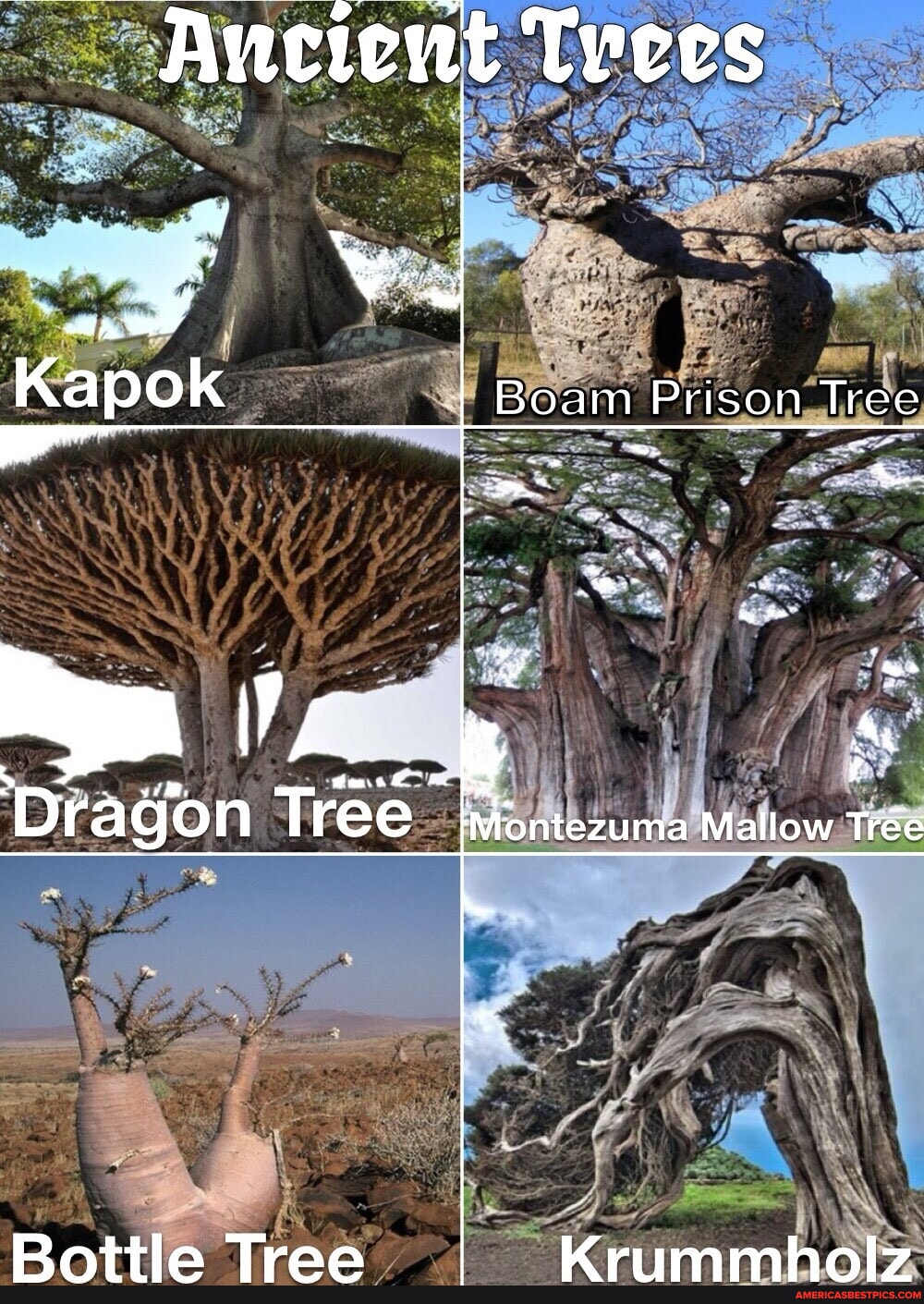Ancient Trees Kapok Boam Prison Tree Dragon Tree Montezuma Mallow Tre ...