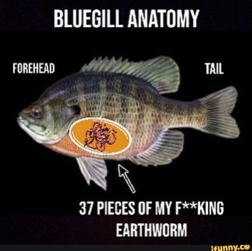 BLUEGILL ANATOMY FOREHEAD 37 PIECES OF MY F**KING EARTHWORM - iFunny