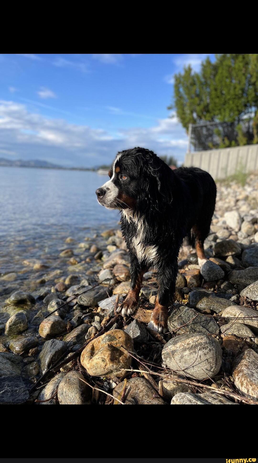 Berners memes. Best Collection of funny Berners pictures on iFunny