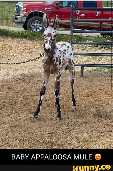 Appaloosa memes. Best Collection of funny Appaloosa pictures on iFunny