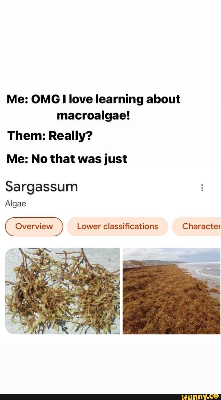 Sargassum memes. Best Collection of funny Sargassum pictures on iFunny