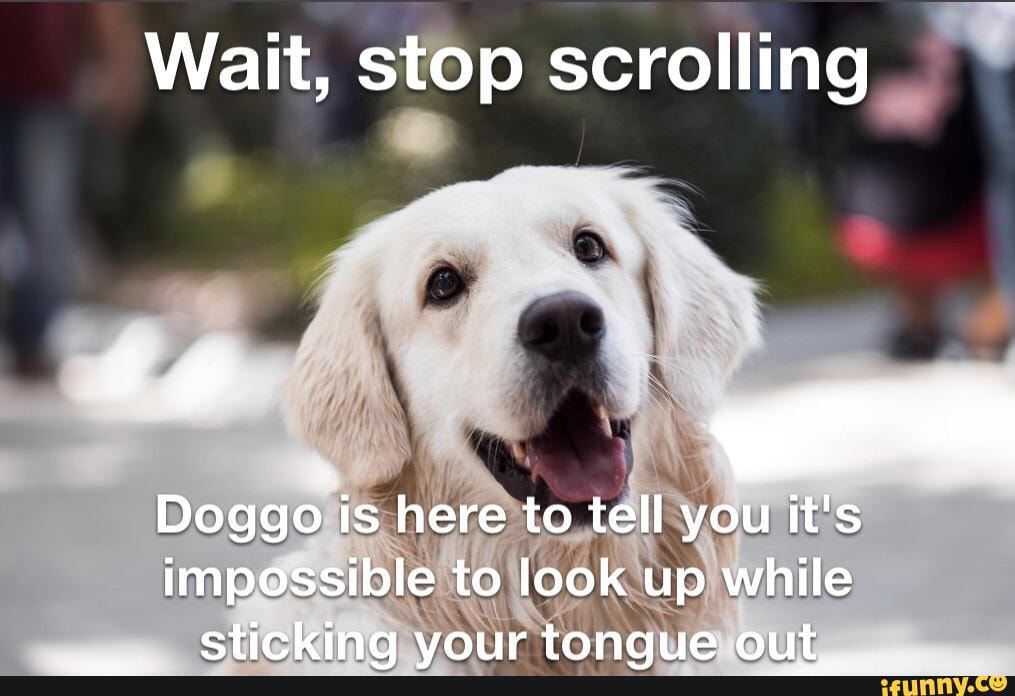 Wait, stop scrolling De, Doggo is here to tell you it's impossible to look up while sticking ...
