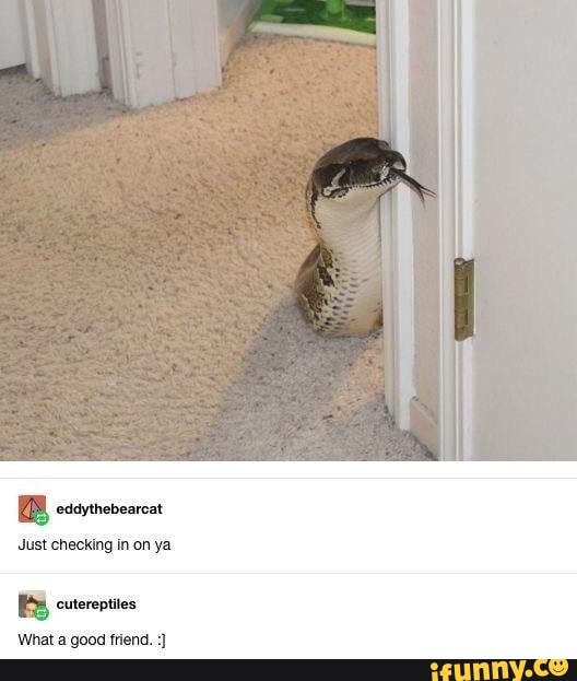 Eddythebearcat Just checking in on ya & cutereptiles What a good friend ...