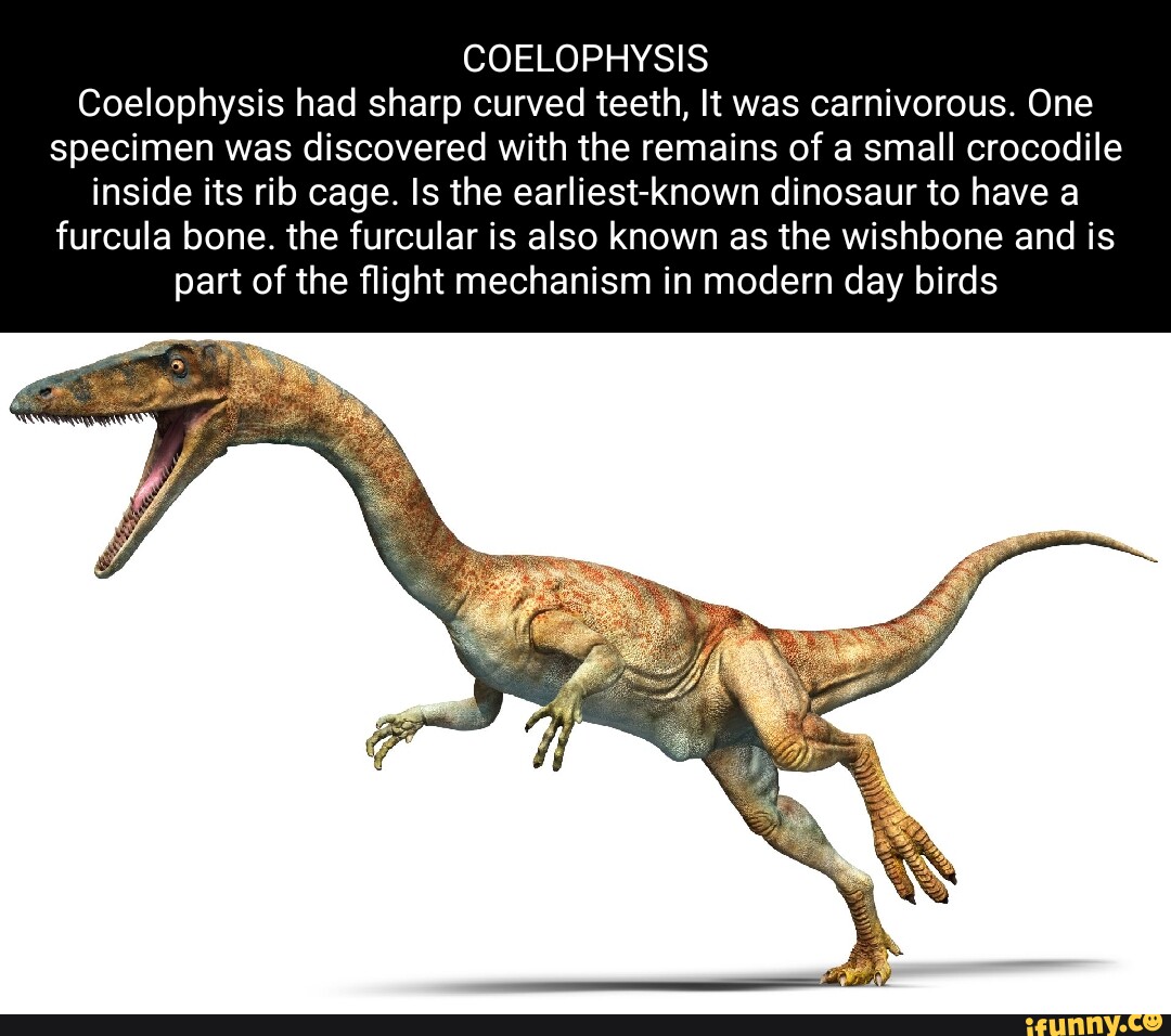 COELOPHYSIS Coelophysis had sharp curved teeth, It was carnivorous. One ...