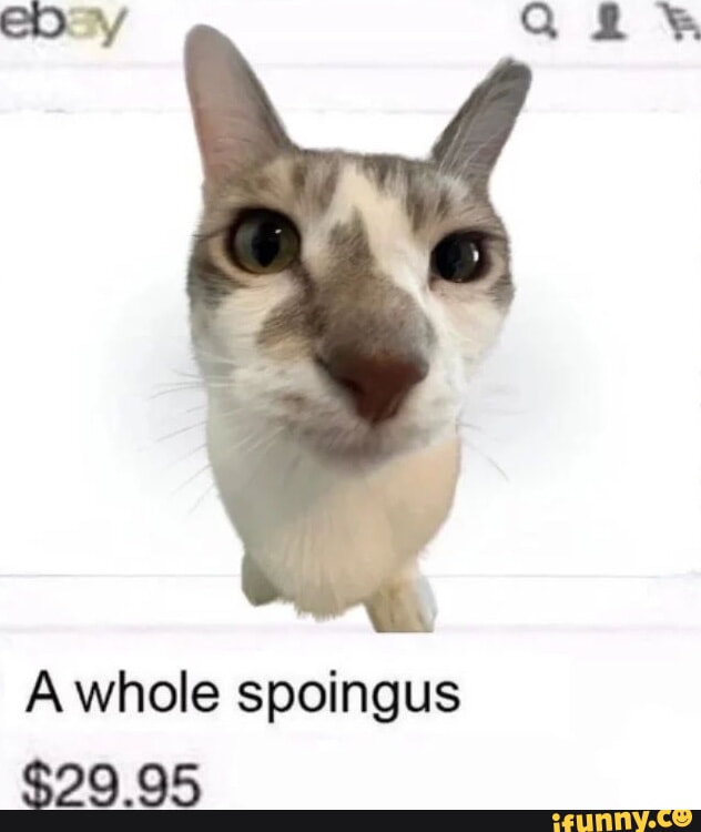 Spoingus memes. Best Collection of funny Spoingus pictures on iFunny