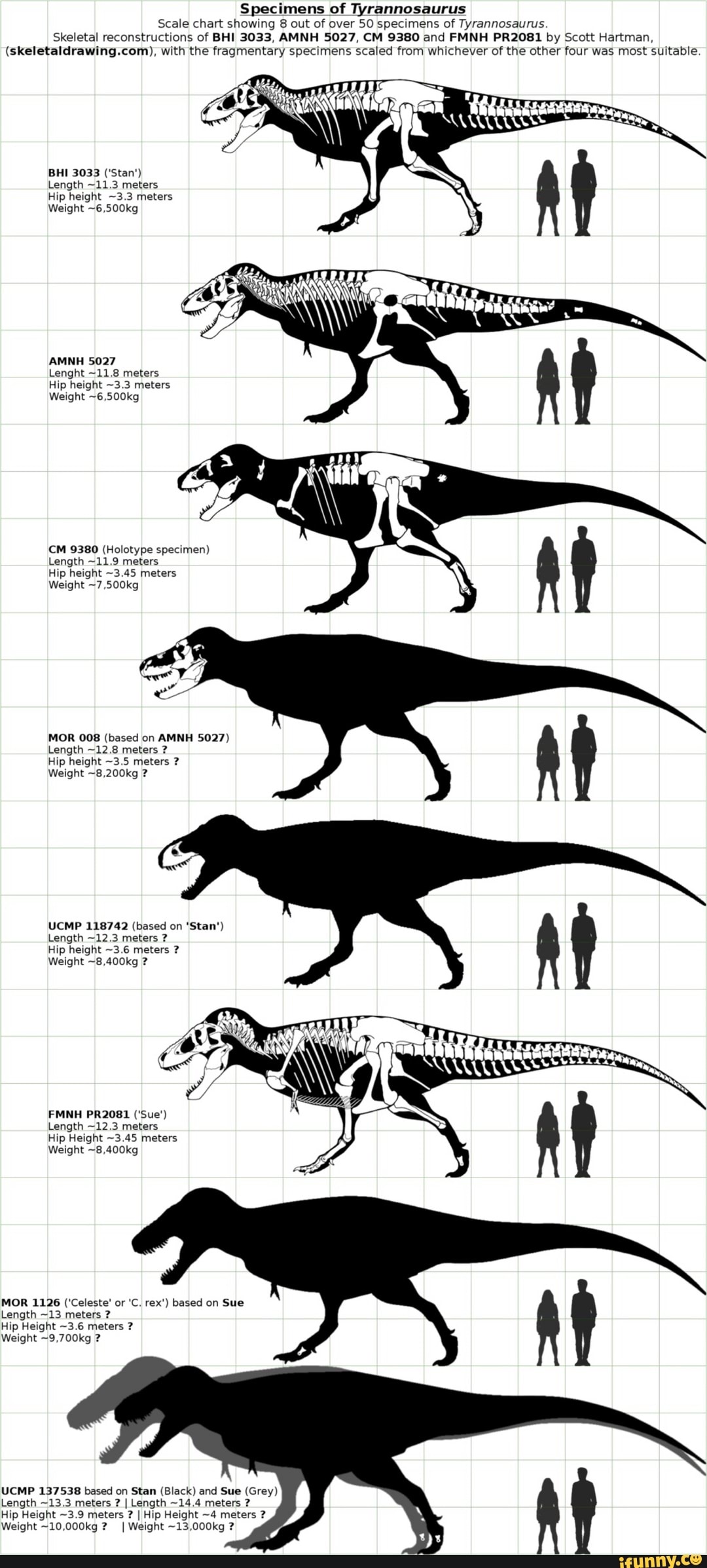 Specimens of Tyrannosaurus Scale chart showing 8 out of over 50 ...