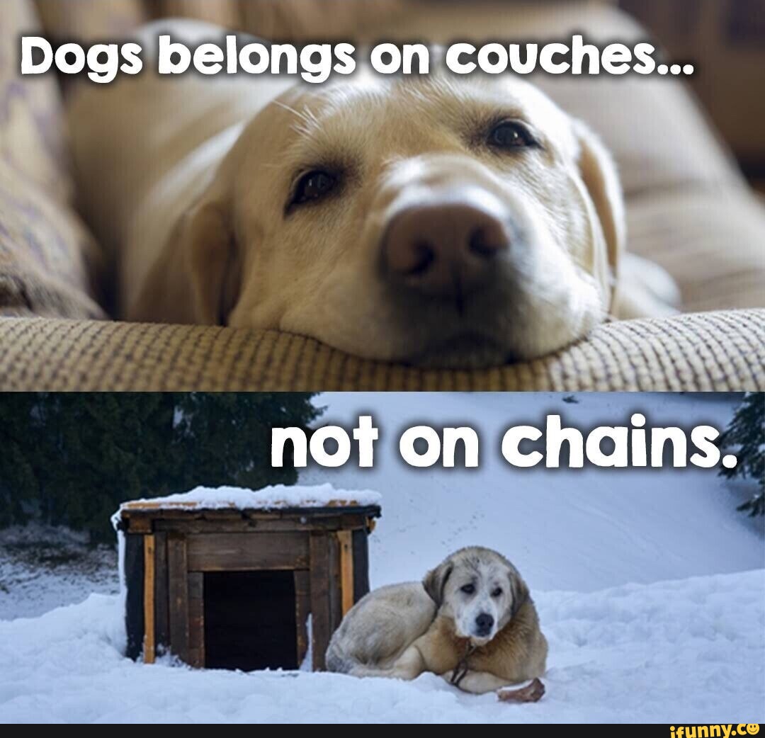 Dogs belongs ON couches... not on chains. - iFunny