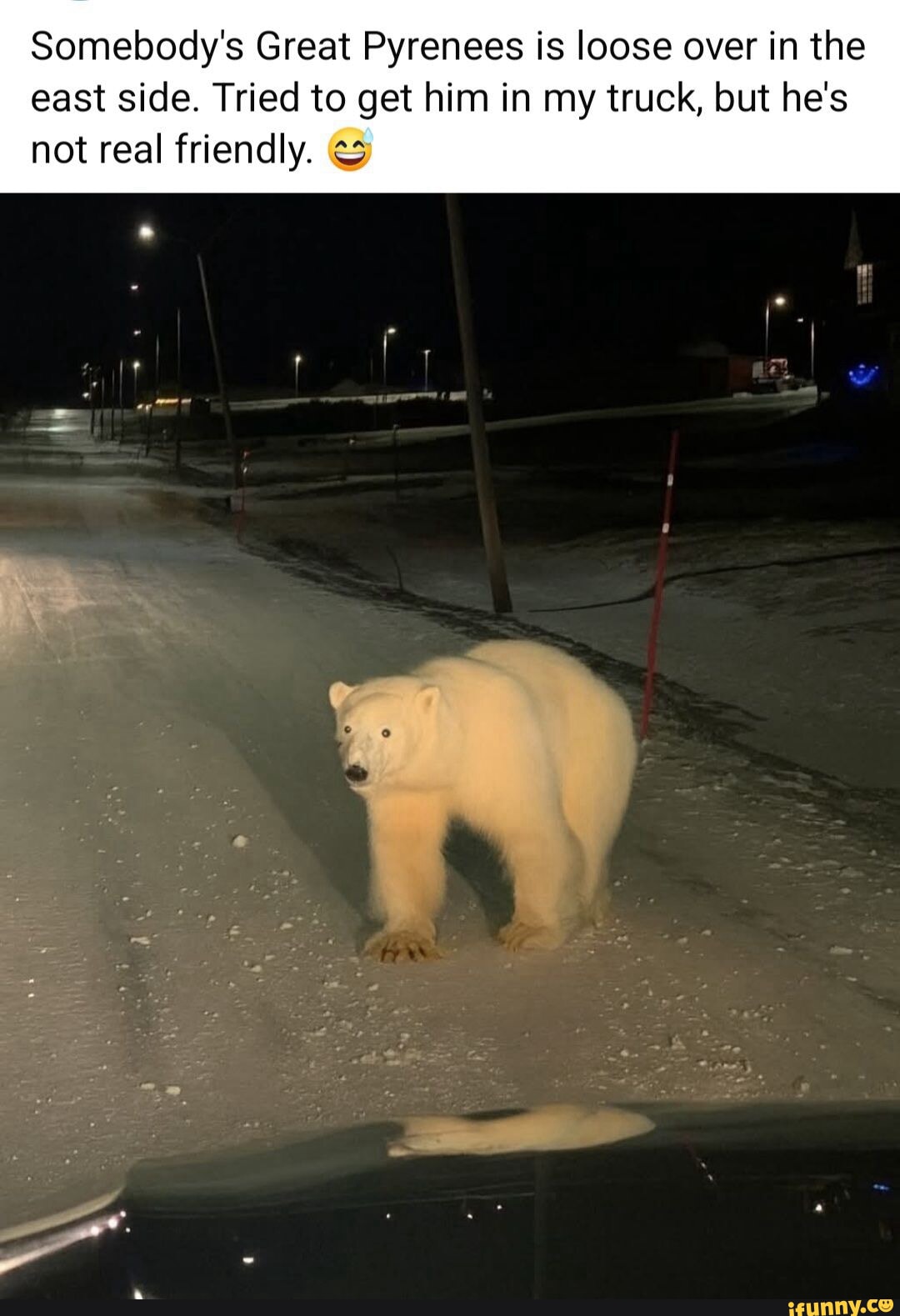 Somebody's Great Pyrenees is loose over in the east side. Tried to get ...