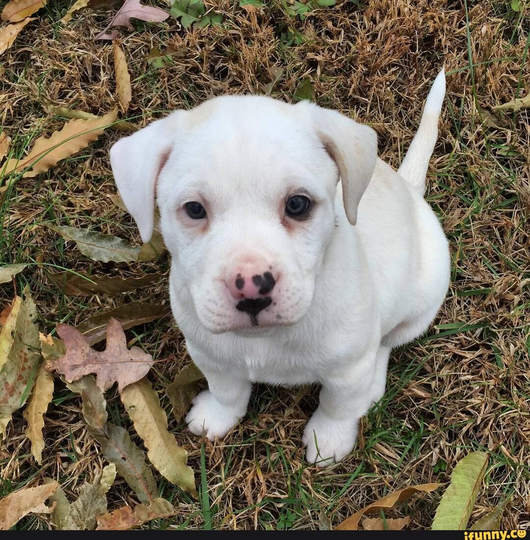 Supermutt memes. Best Collection of funny Supermutt pictures on iFunny