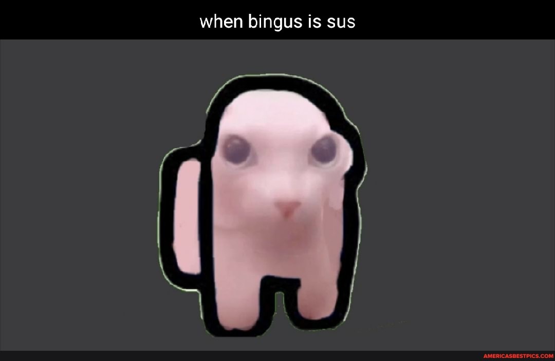 When bingus is sus - America’s best pics and videos