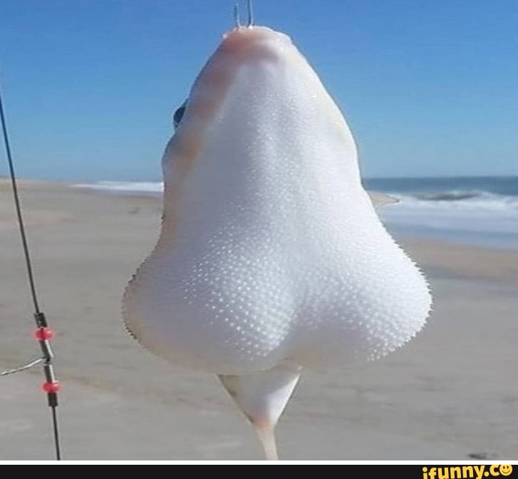 Nutsack memes. Best Collection of funny Nutsack pictures on iFunny