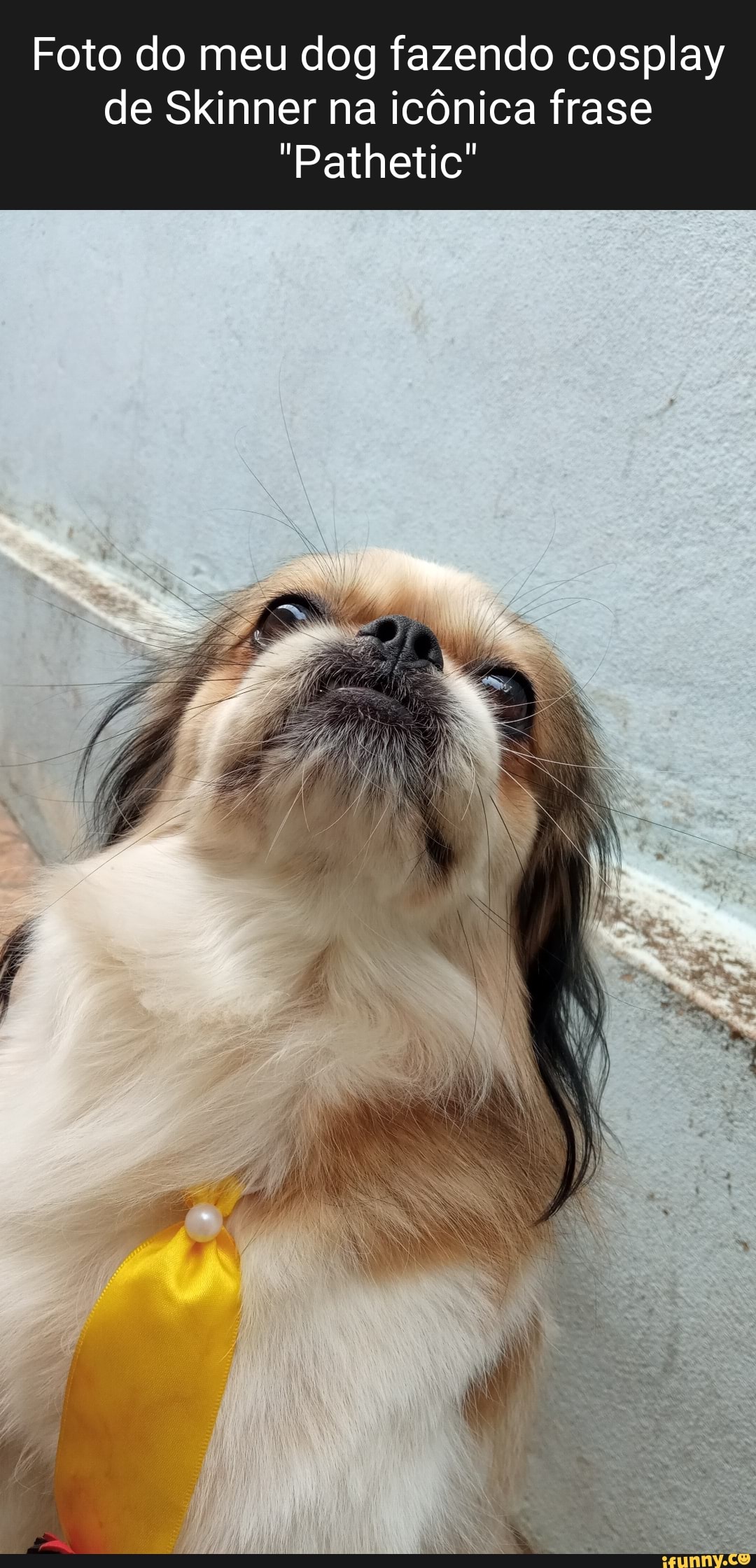 Foto do meu dog fazendo cosplay de Skinner na icônica frase - iFunny