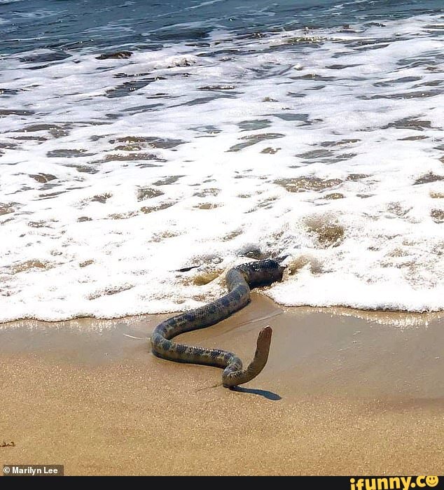 Nope_rope memes. Best Collection of funny Nope_rope pictures on iFunny