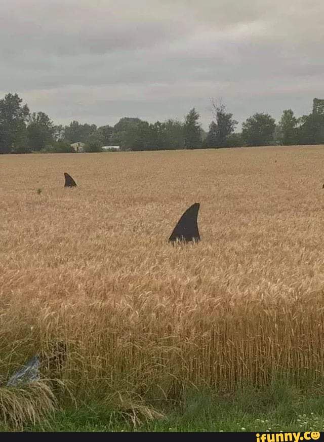 Cursed_farm memes. Best Collection of funny Cursed_farm pictures on iFunny