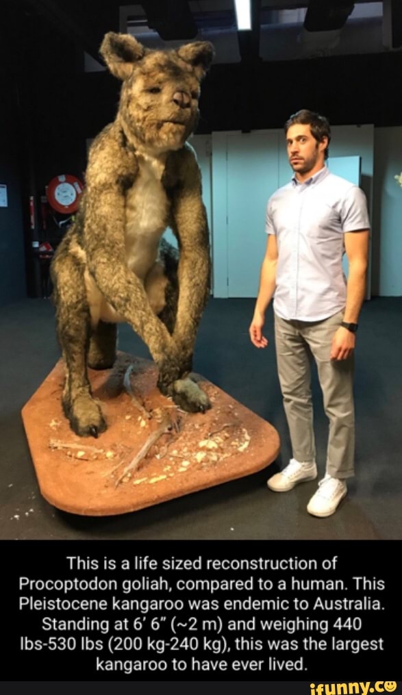 Procoptodon memes. Best Collection of funny Procoptodon pictures on iFunny