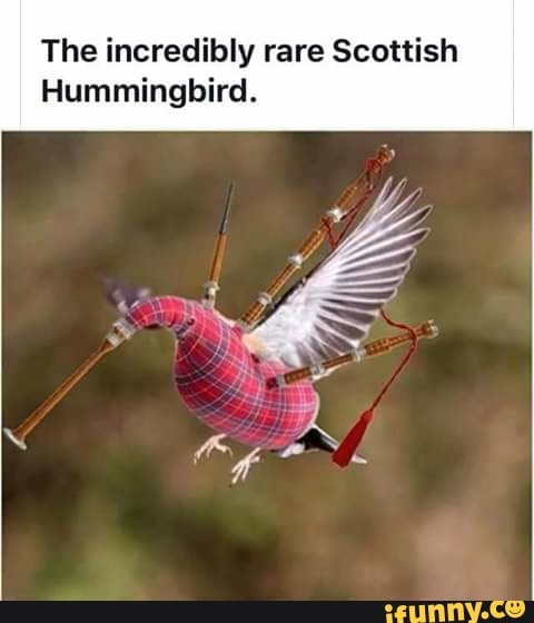 The incredibly rare Scottish Hummingbird. - iFunny