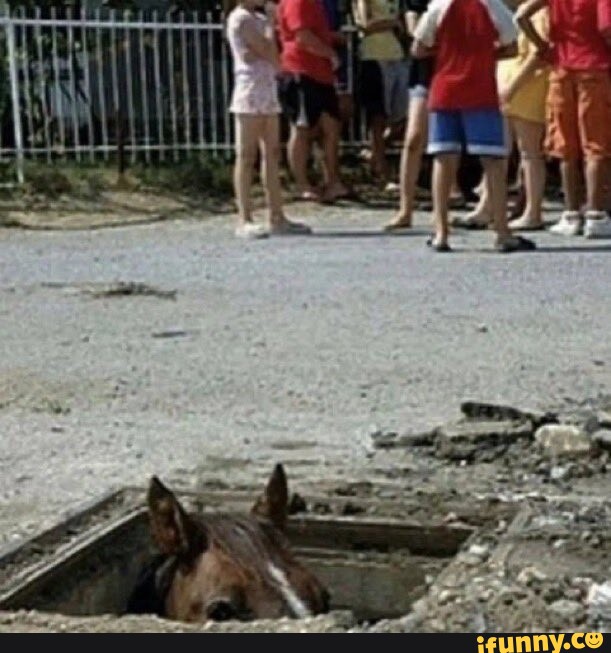 Honse memes. Best Collection of funny Honse pictures on iFunny