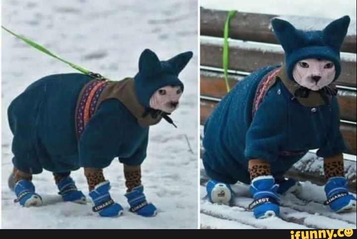 Catwearingclothes memes. Best Collection of funny Catwearingclothes ...